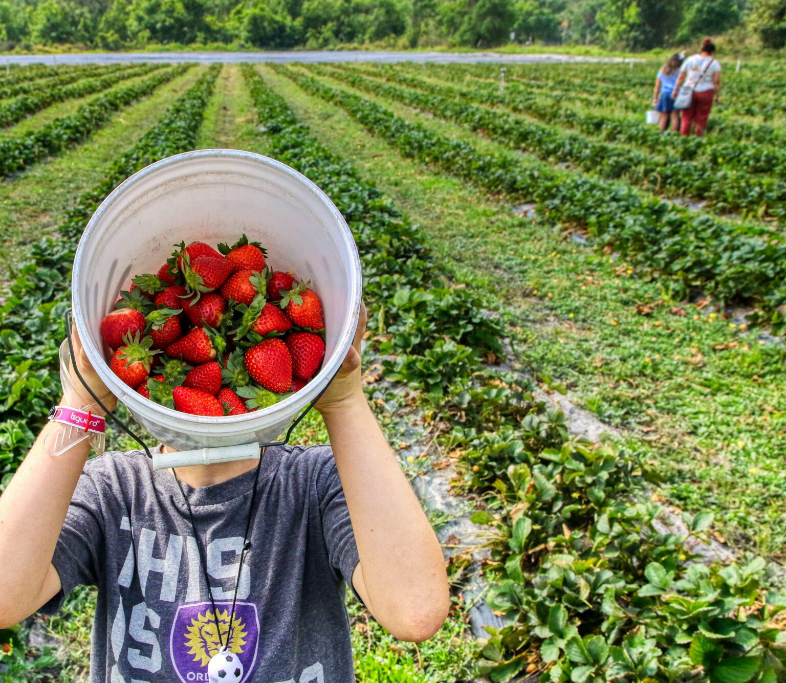 The Strawberry Evangelist | God Reports