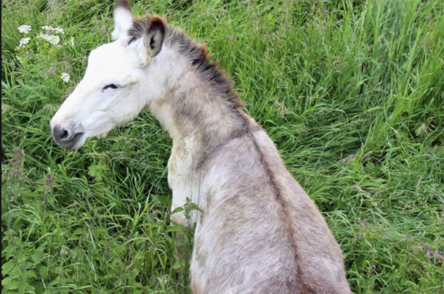 Why do donkeys have crosses on their backs?